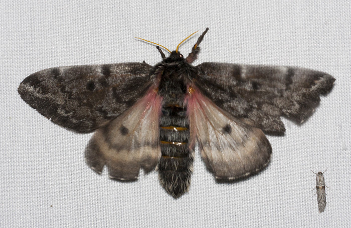 Pandora Pinemoth (Bugs of Barr Lake State Park) · iNaturalist