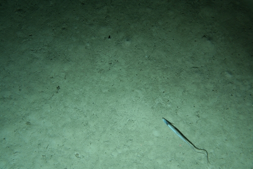 Halosaurs (Family Halosauridae) · iNaturalist United Kingdom