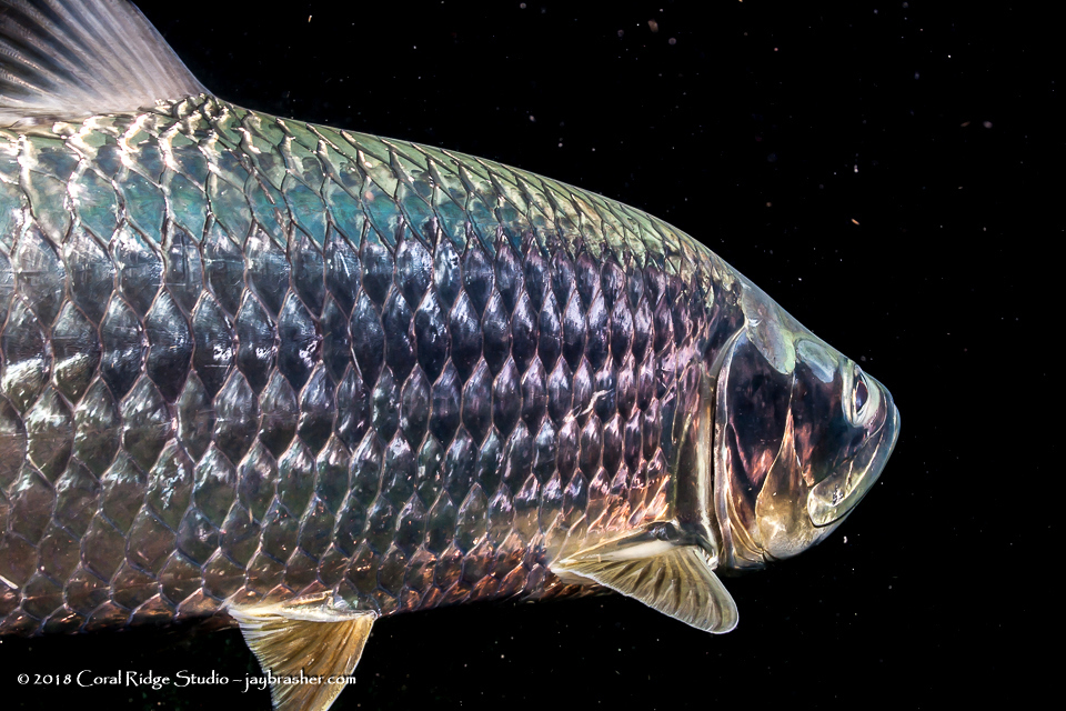 (Megalops) - Marine Life Identification