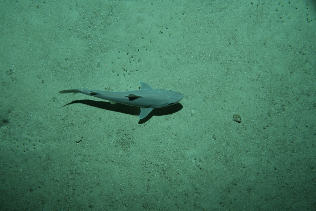 Northern Spiny Dogfish (Savary Island ) · iNaturalist