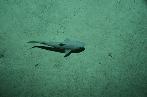 Northern Spiny Dogfish (Savary Island ) · iNaturalist