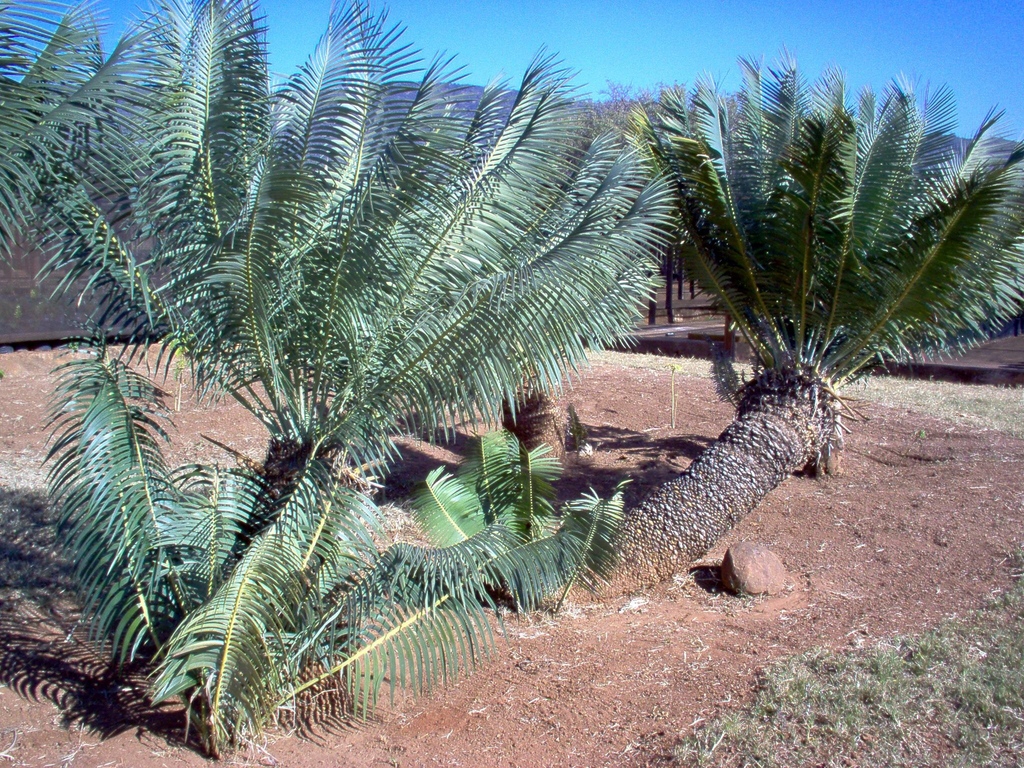 Cycad Iontaise Uw Fiets Accu Resetten KWS Legt Uit Hoe U Dit Zelf