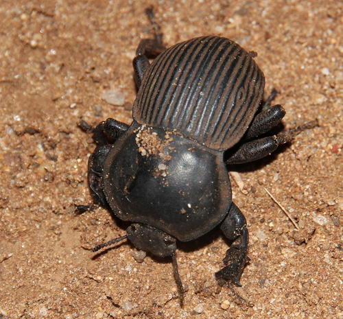 Subspecies Anomalipus elephas tibialis · iNaturalist