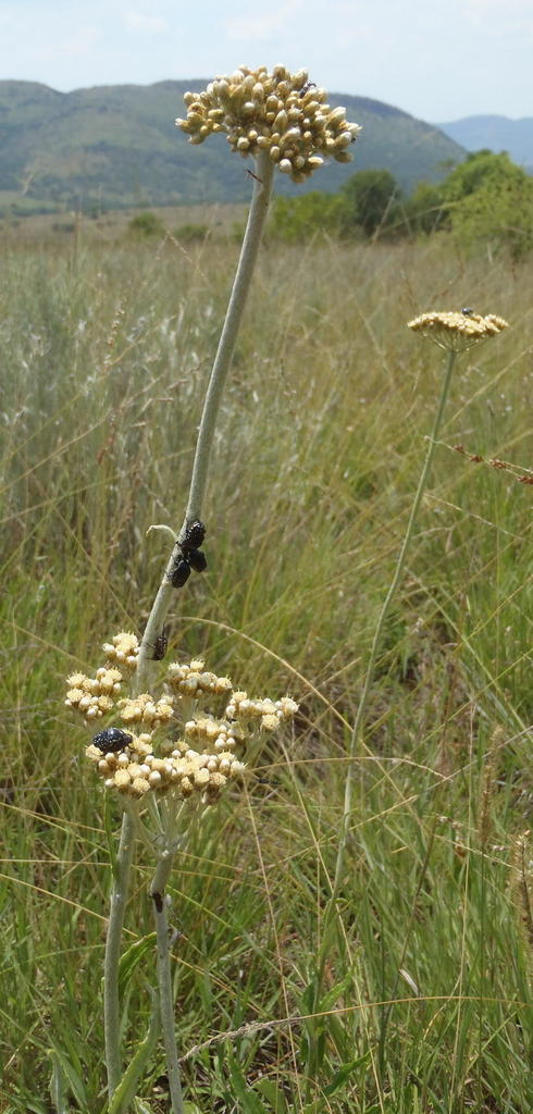 Pale Everlasting from Phaladingwe Hiking Trail on December 20, 2012 by ...