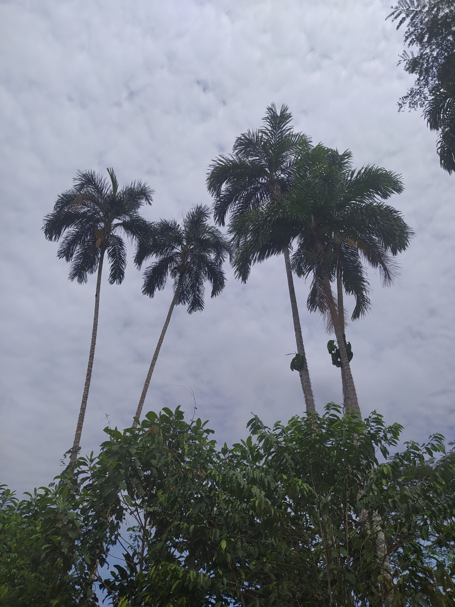 Bactris gasipaes Kunth