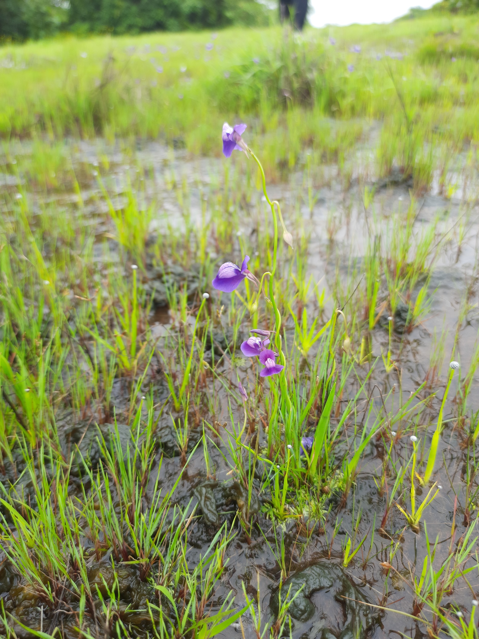Utricularia reticulata Sm.