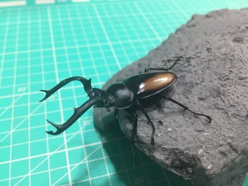 Rhaetulus speciosus · iNaturalist