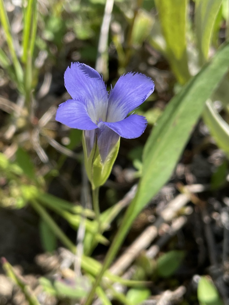 Macoun's gentian from Fisher Rd, Golden, BC, CA on August 18, 2021 at ...