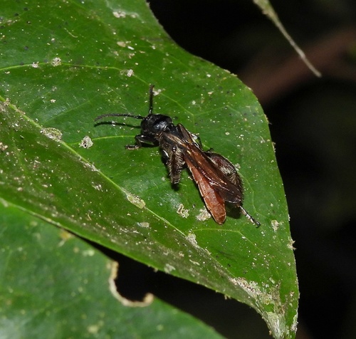 Genus Epimelitta · iNaturalist