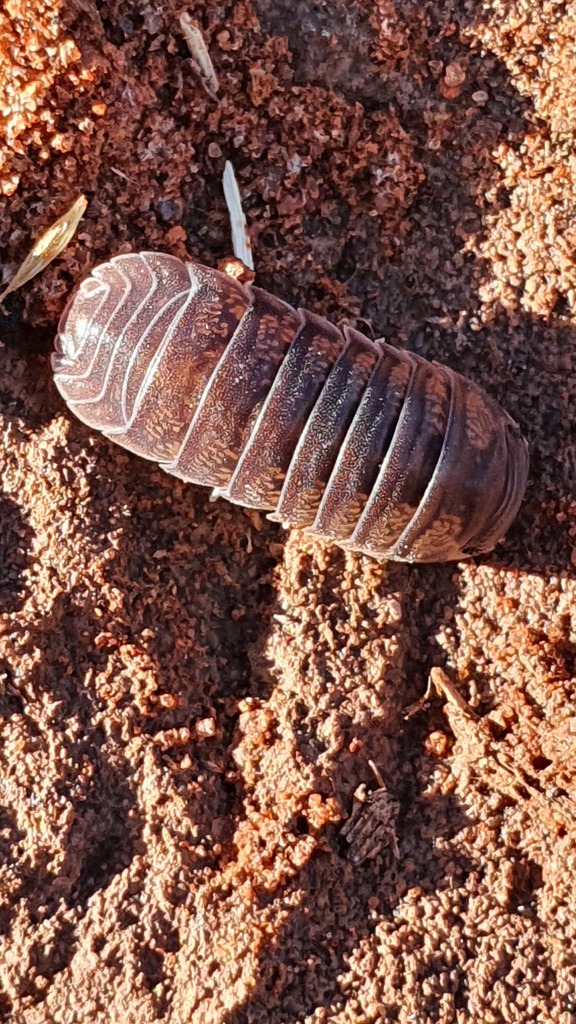 Buddelundia from Anmatjere NT 0872, Australia on August 13, 2021 at 04: ...