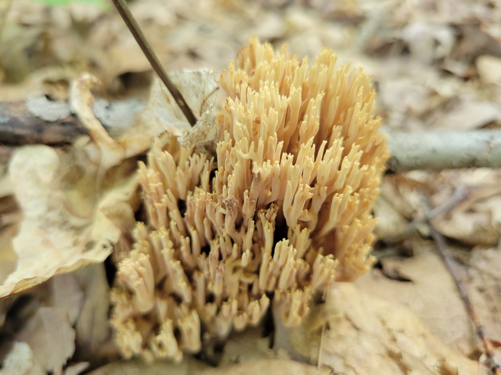 Coral Fungi from West Township, IN, USA on August 19, 2021 at 01:37 PM ...