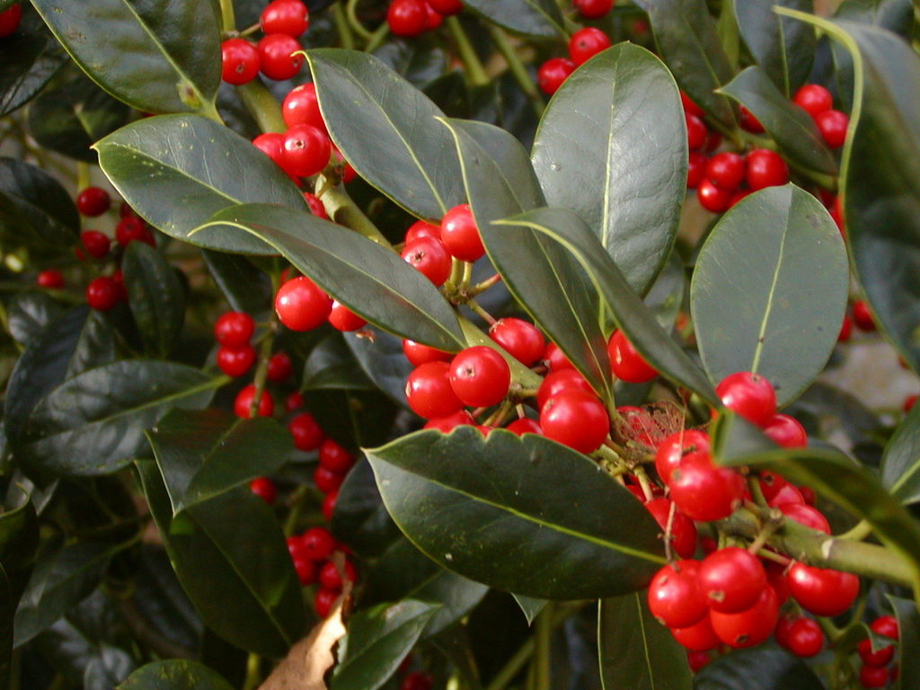 holly family (Aquifoliaceae (Holly) of the Pacific Northwest) · iNaturalist