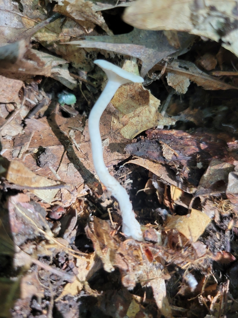 Clitocybaceae from West Township, IN, USA on August 19, 2021 at 02:42 ...