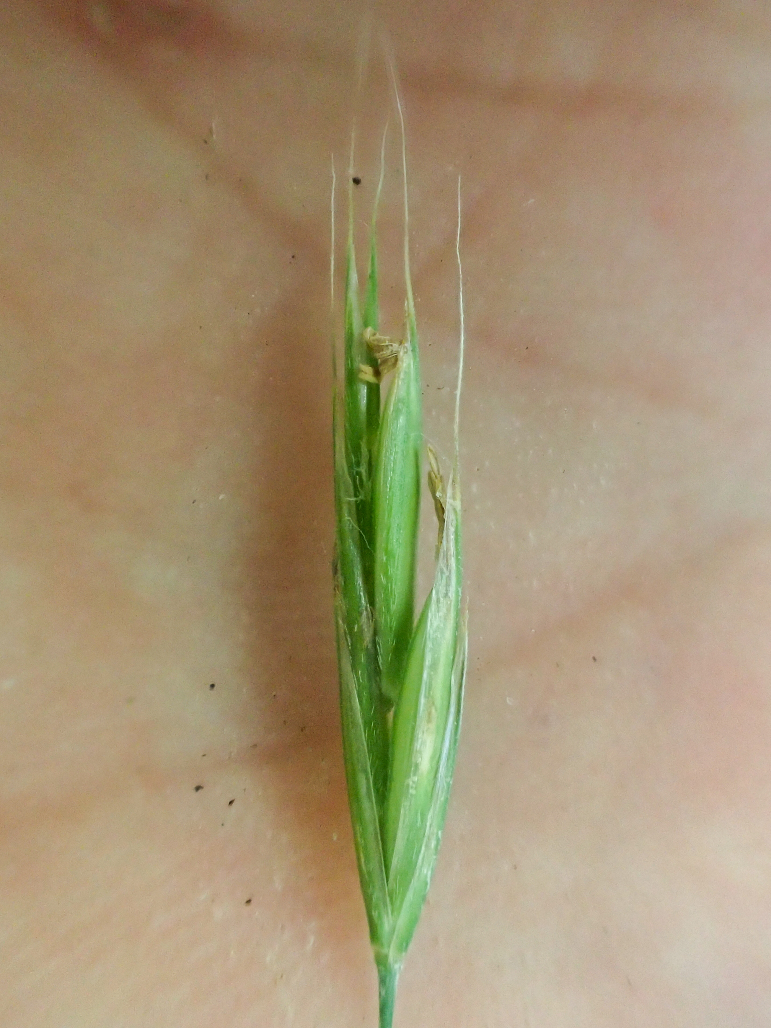 Festuca subulata Trin.