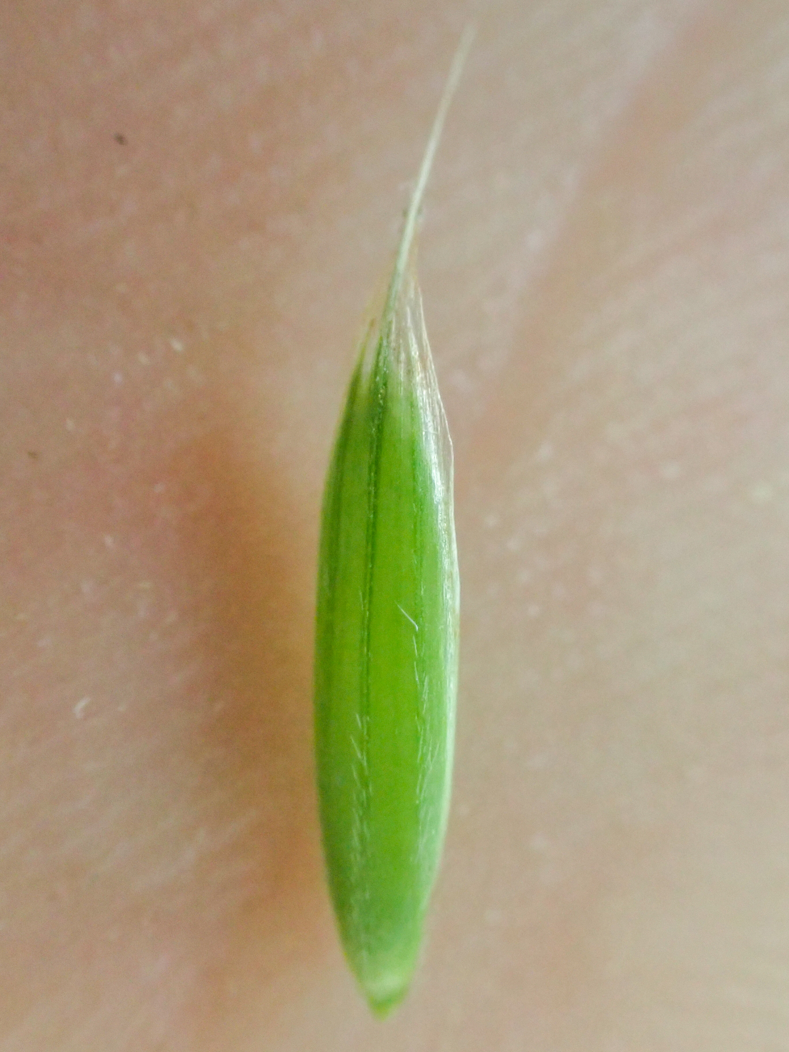 Festuca subulata Trin.
