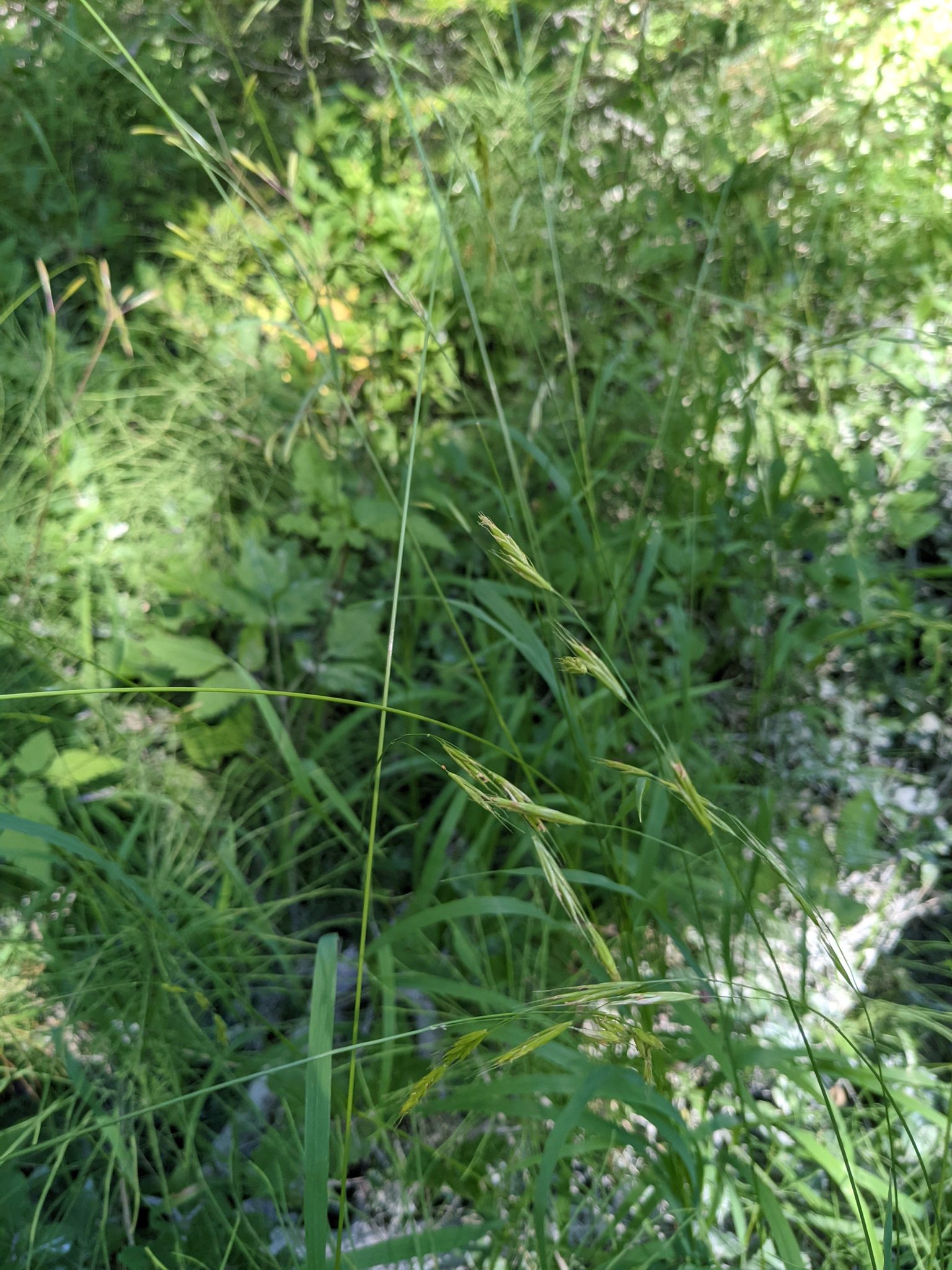Festuca subulata Trin.