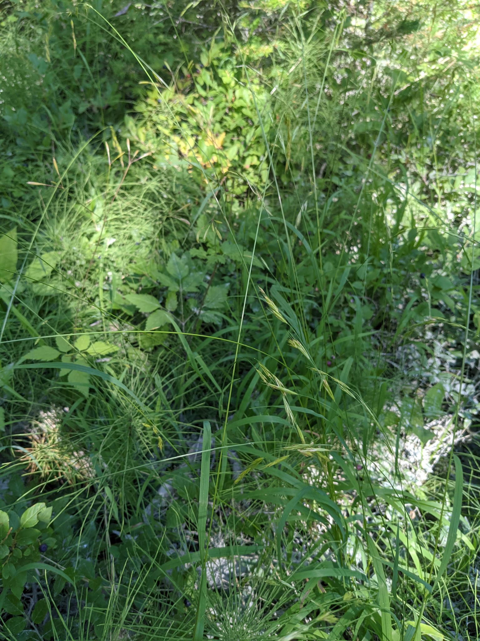 Festuca subulata Trin.