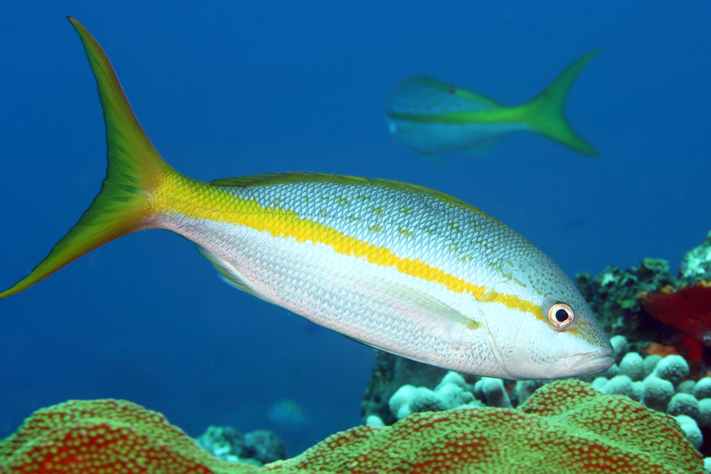 Yellowtail Snapper (Ocyurus chrysurus) - Marine Life Identification