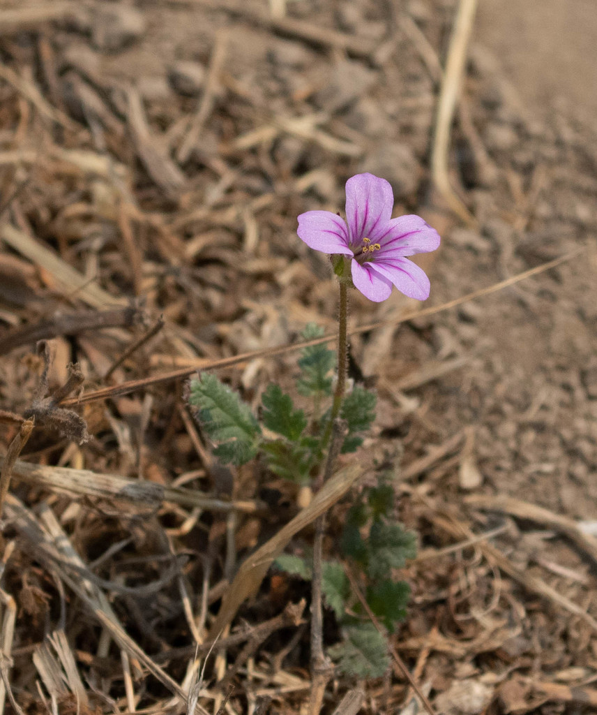 Mediterranean Stork's-bill from EBMUD, Contra Costa, California, United ...