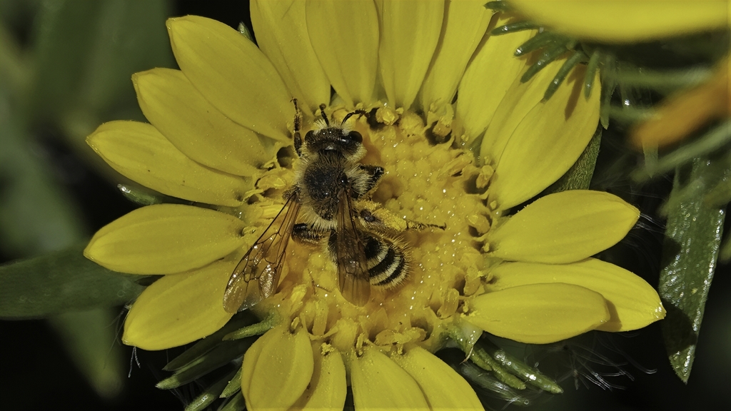 British Columbia Miner Bee from Nanaimo, BC, Canada on August 19, 2021 ...