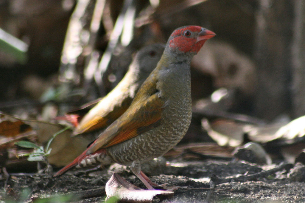 Orange-winged Pytilia (Pytilia afra) - Avian Discovery