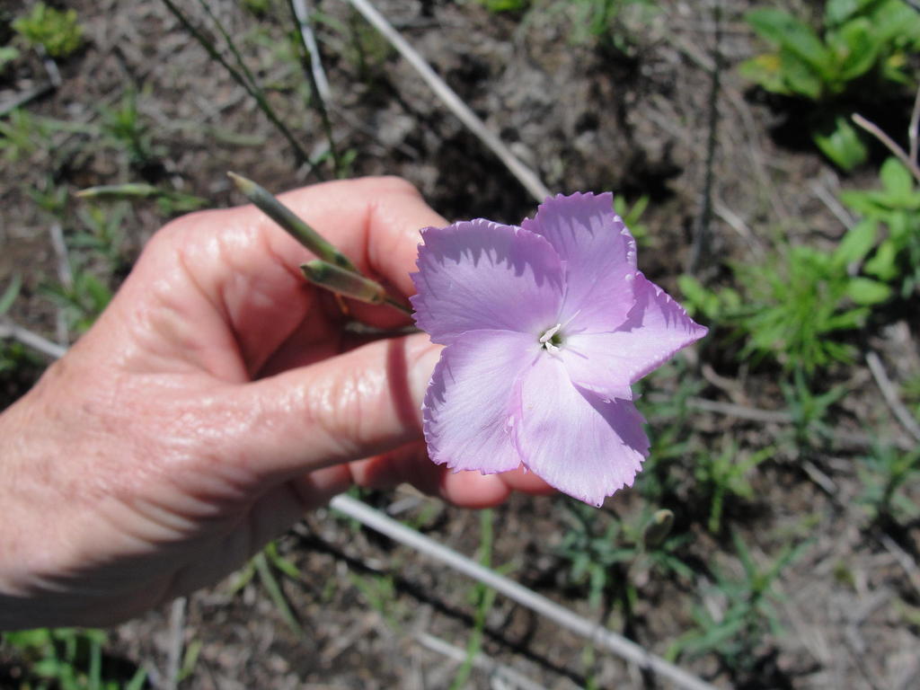 African Carnation (Dianthus zeyheri zeyheri) - Botanical Realm
