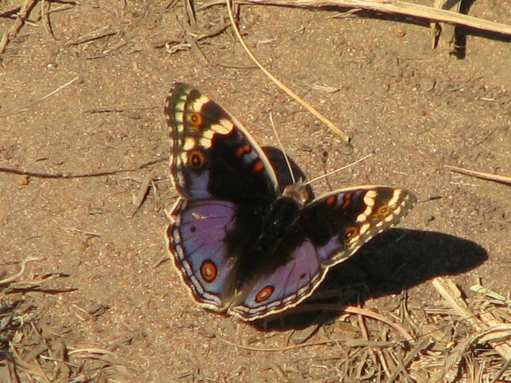 African Blue Pansy from Kruger, Satara Region on April 26, 2010 by ...