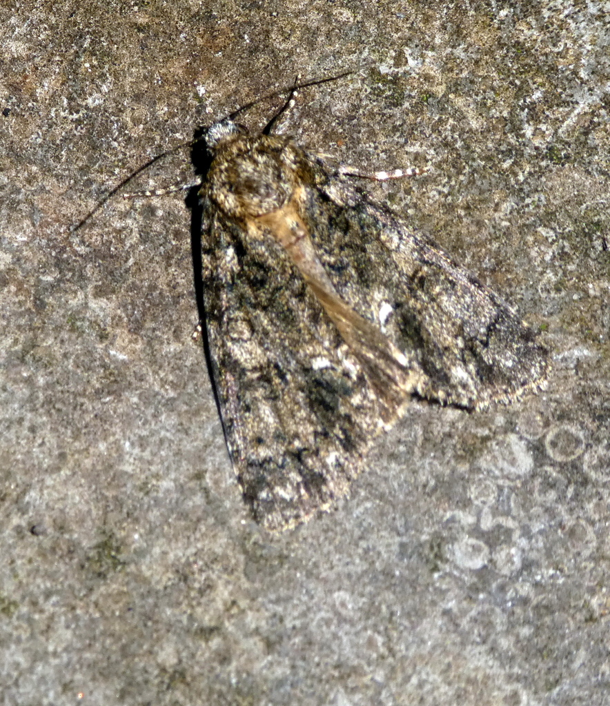 Knot Grass Moth from 3925 Scherpenzeel, Nederland on August 19, 2021 at ...