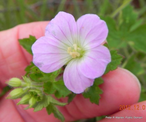 Geranium pulchrum · iNaturalist United Kingdom