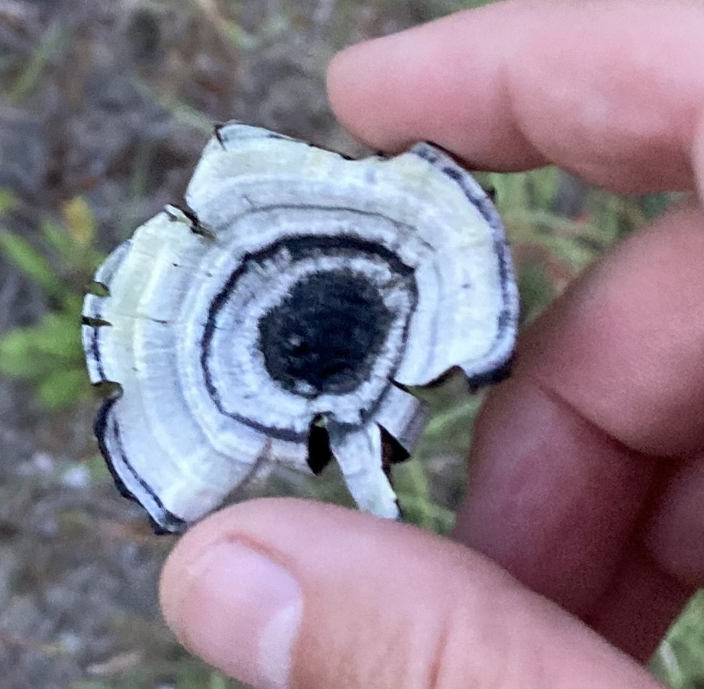 Brown Funnel Polypore from Marsh Lake, YT, CA on August 19, 2021 at 09: ...