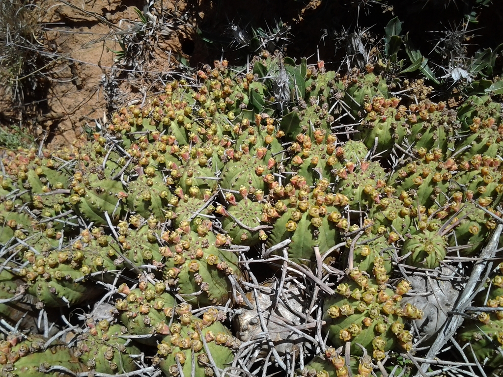 (Euphorbia aggregata) - Botanical Realm