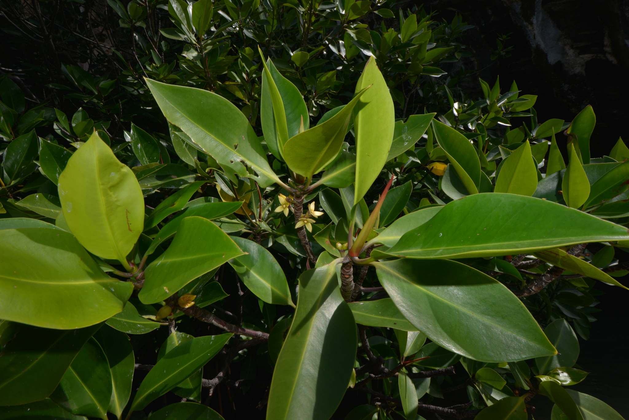 Rhizophora apiculata Blume