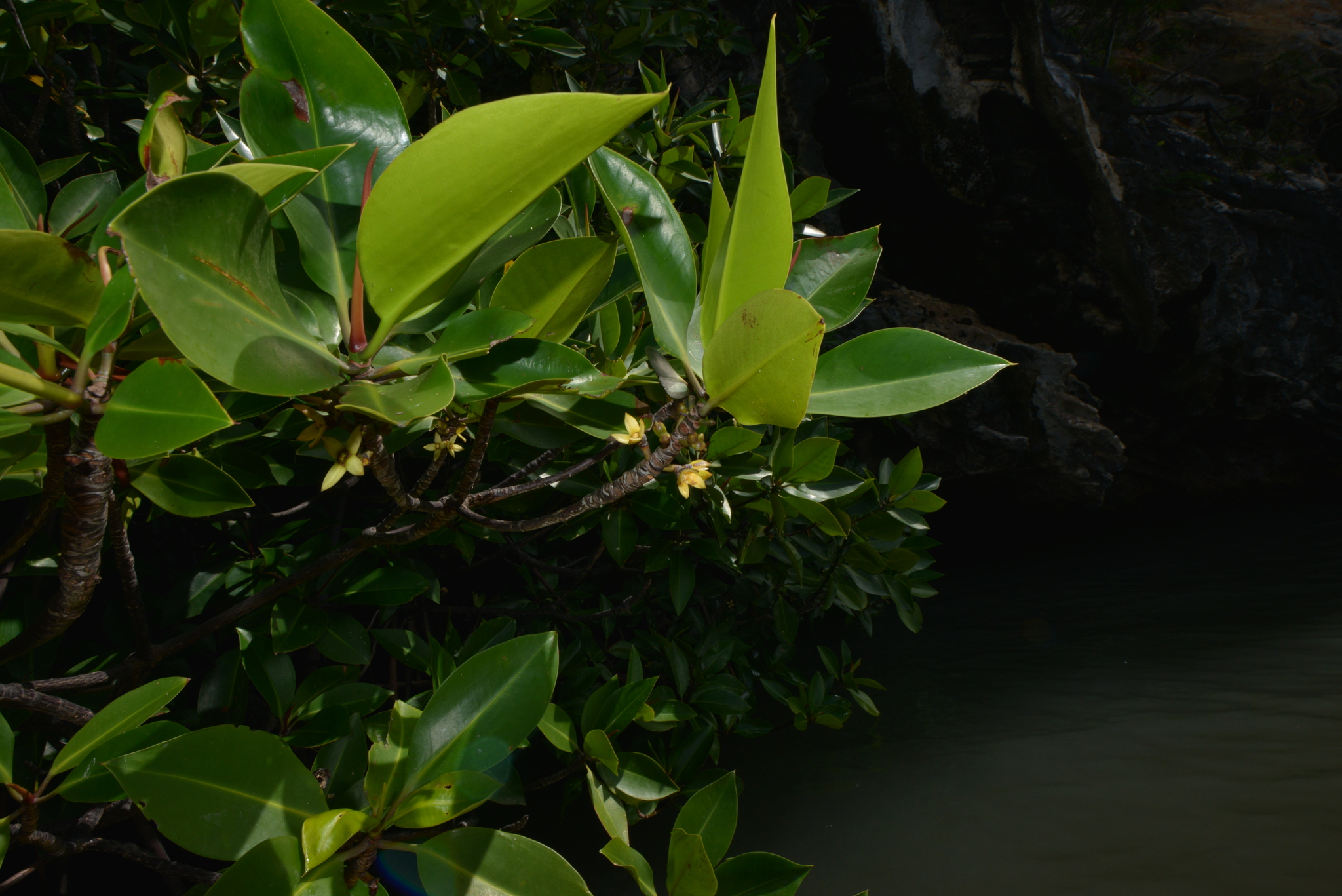 Rhizophora apiculata Blume