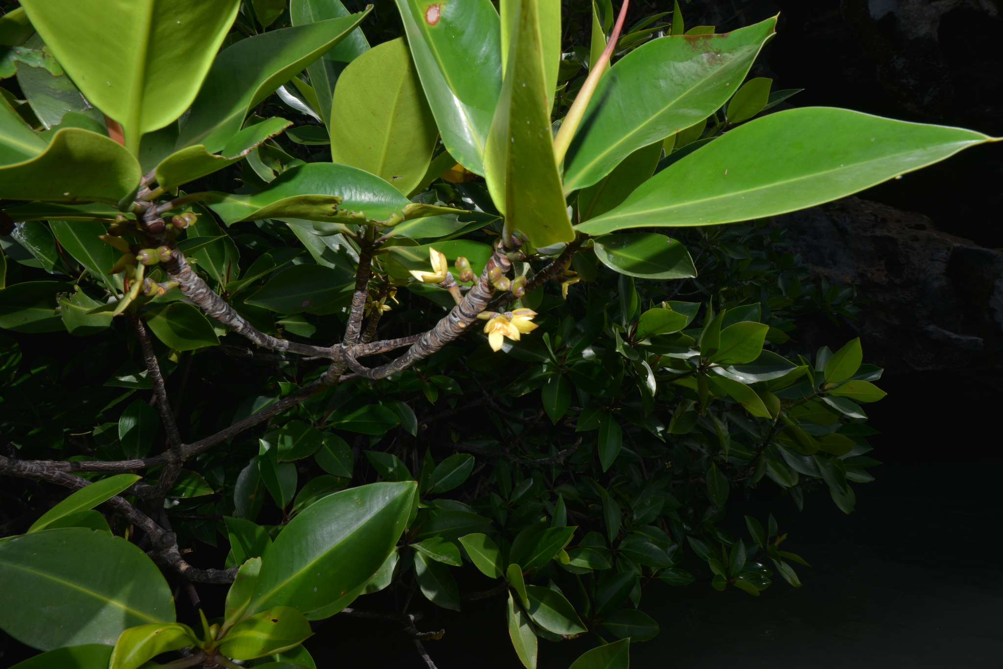 Rhizophora apiculata Blume