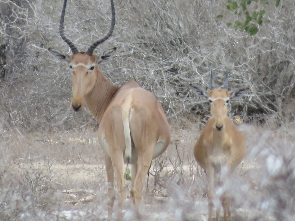 Hirola (Beatragus hunteri) - Know Your Mammals