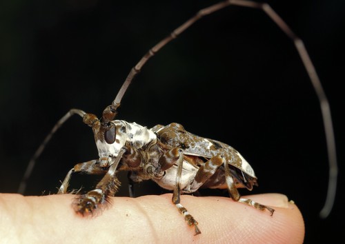 Lasiopezus longimanus · iNaturalist