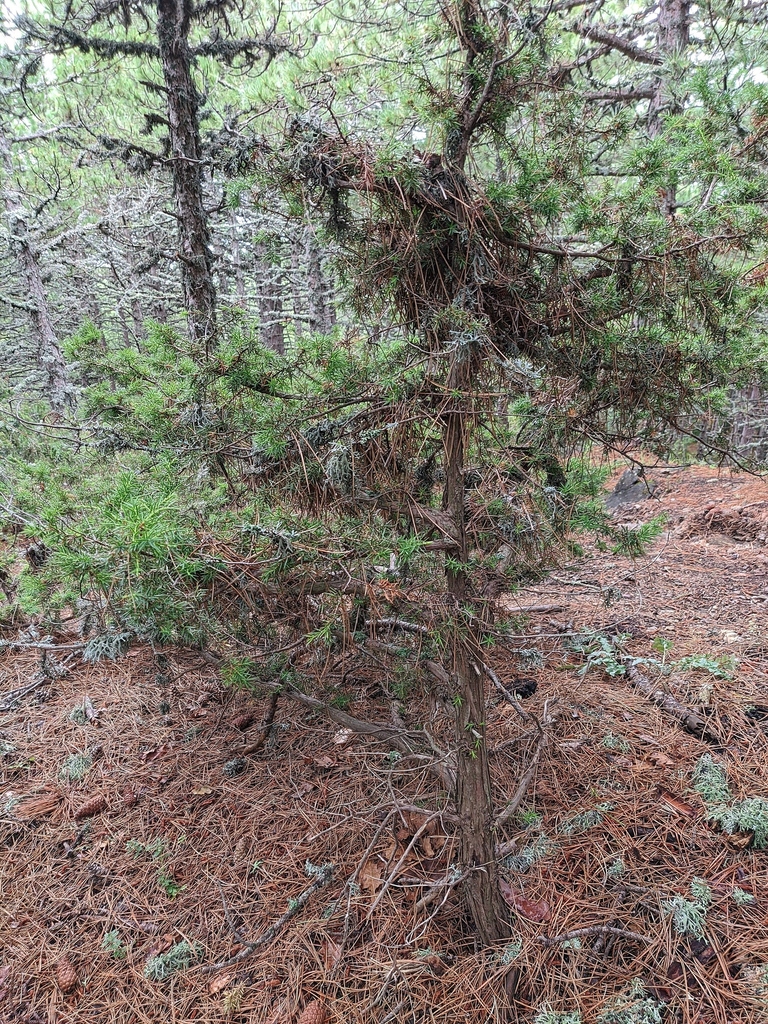 eastern prickly juniper from Alushtyns'ka, Crimea, Ukraine on August 12 ...