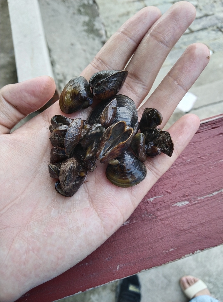Golden Mussel from Fuzhou, CN-FJ, CN on August 19, 2021 at 04:50 PM by ...
