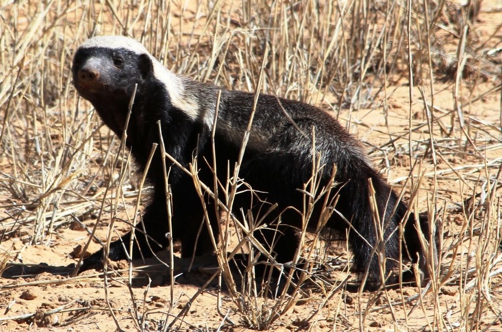 Cape Ratel (Mellivora capensis capensis) - Know Your Mammals
