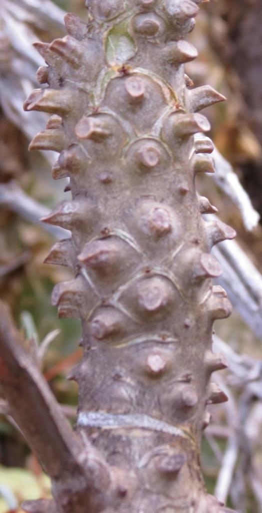 Sulphur Butterbush (Tylecodon cacalioides) - Botanical Realm