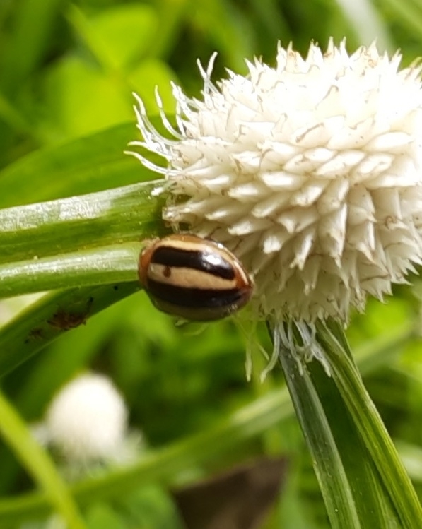 Brumoides E.A.Chapin, 1965