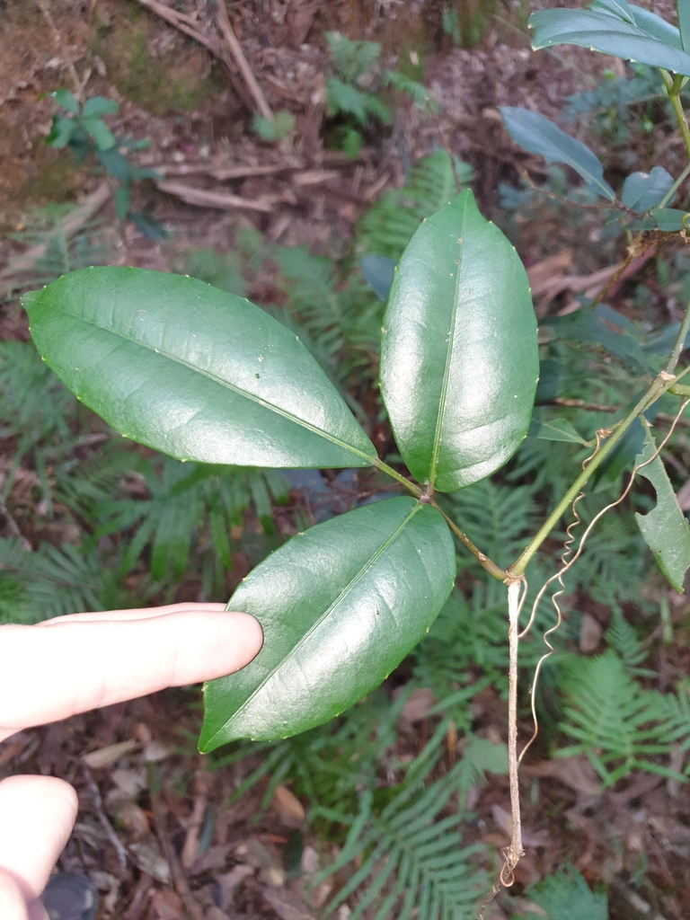 Native Grape from Woolgoolga NSW 2456, Australia on August 20, 2021 at ...