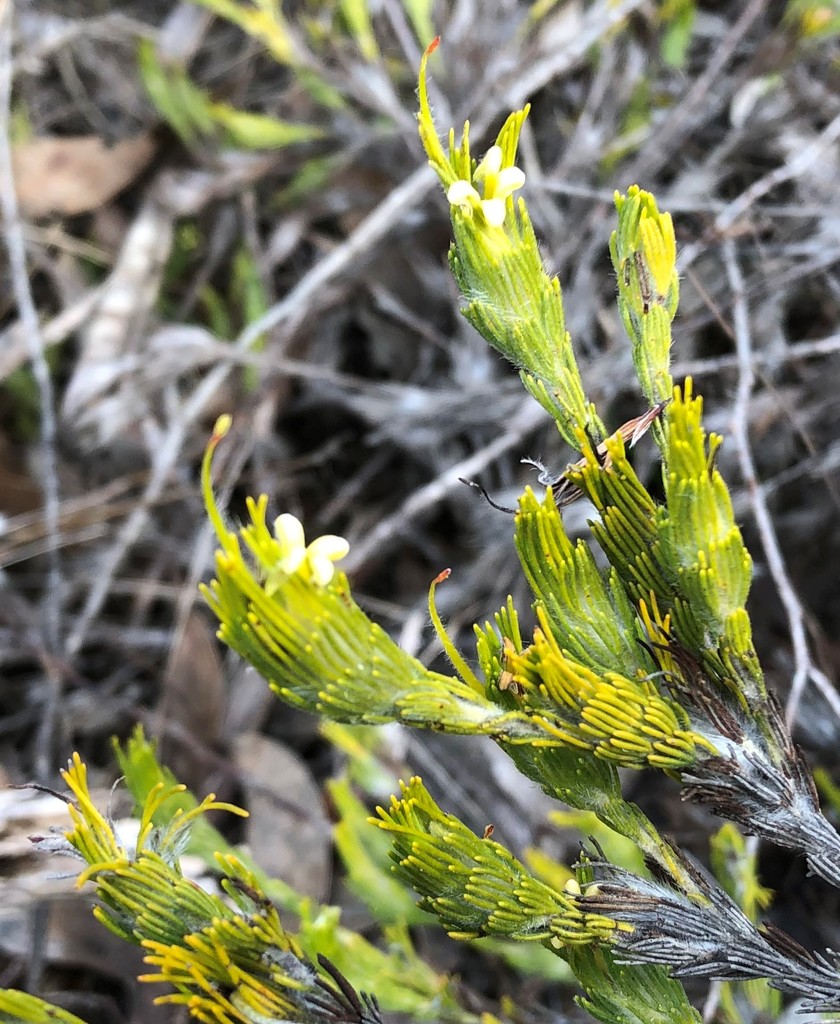 Gland Flower (Adenanthos terminalis) - Botanical Realm