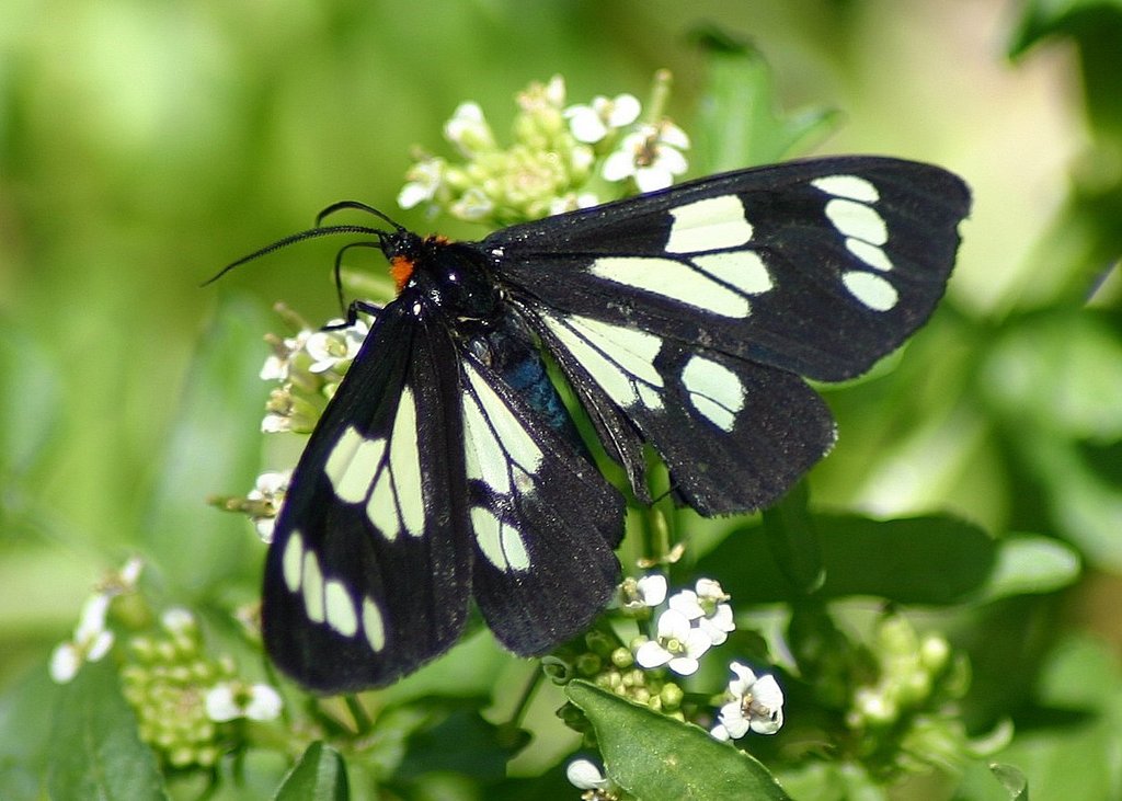 Sierran Percopid (Memorial Park Guide) · iNaturalist