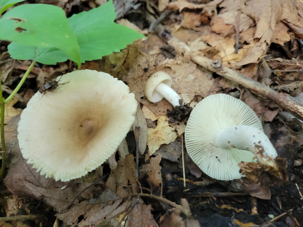 Russula pectinatoides from West Township, IN, USA on August 19, 2021 at ...