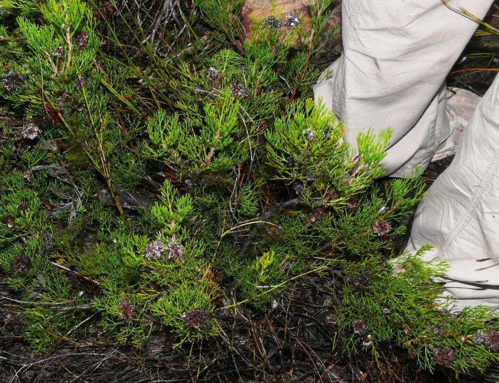 Rûens Spiderhead from Potberg 2 on January 30, 2013 by Alex Rebelo ...