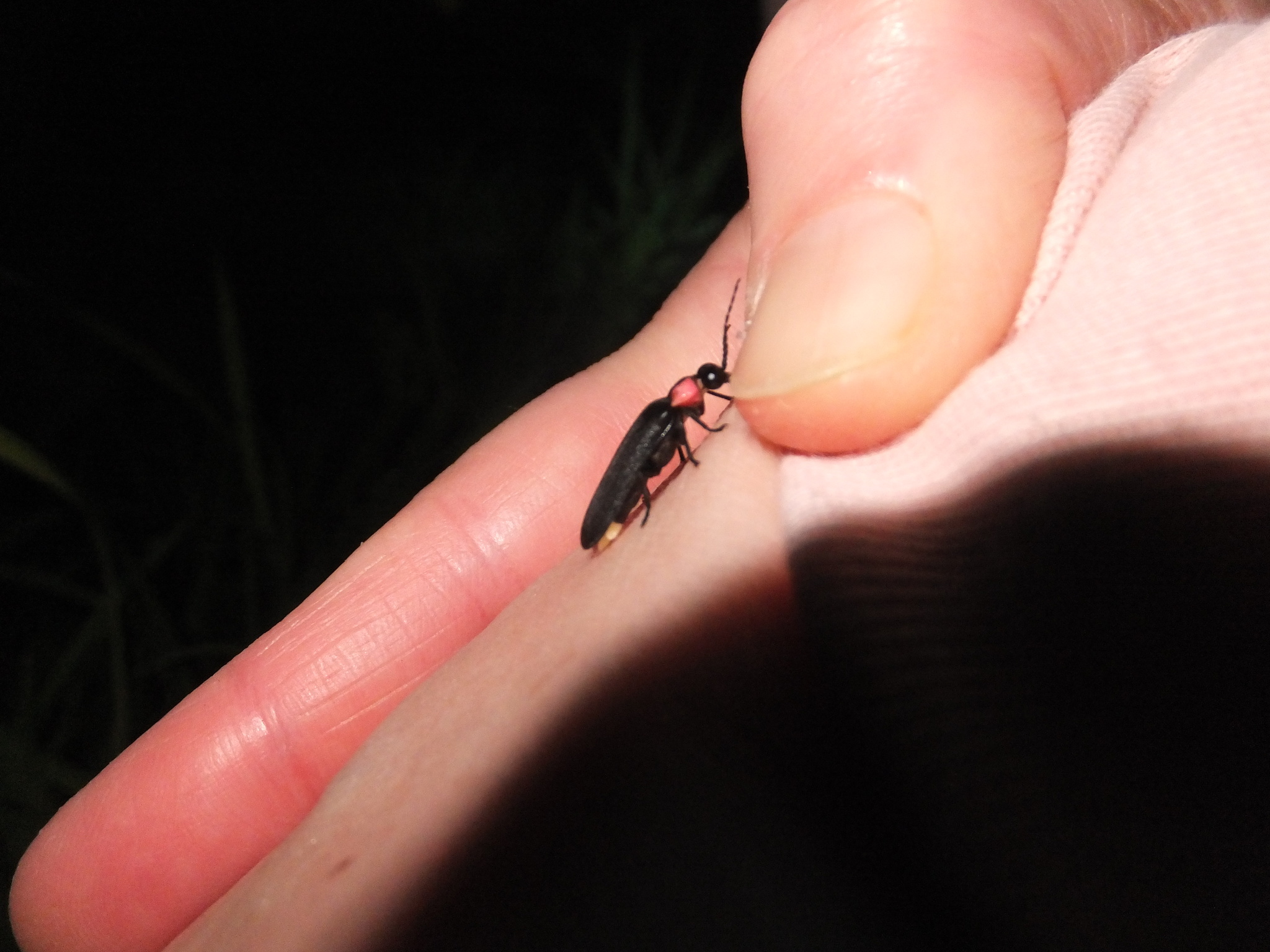 Aquatica lateralis (Motschulsky, 1860)