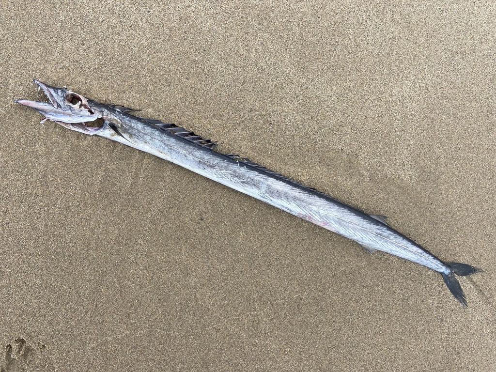 Snake Mackerel (Gempylus serpens) - Marine Life Identification