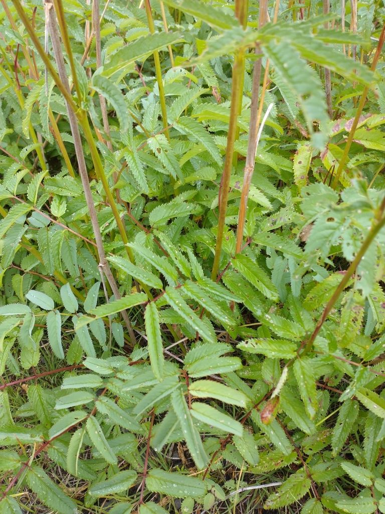 burnets (Sanguisorba) - Botanical Realm