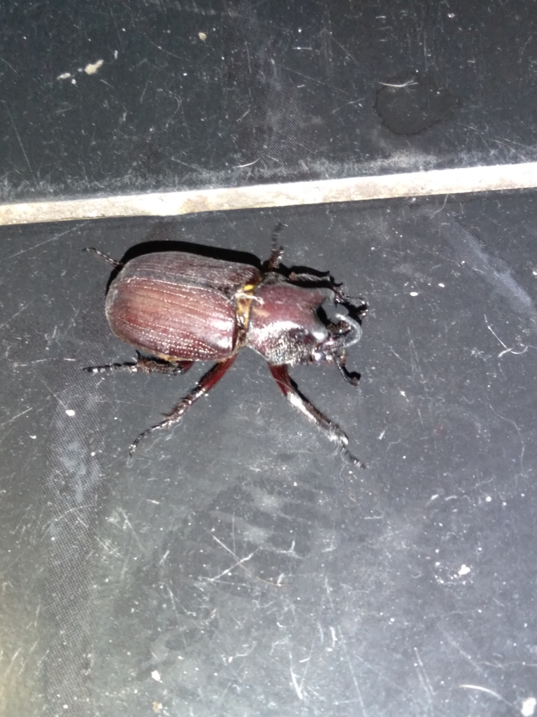 Coelosis biloba from Rio de Janeiro - RJ, 22241, Brasil on August 20 ...